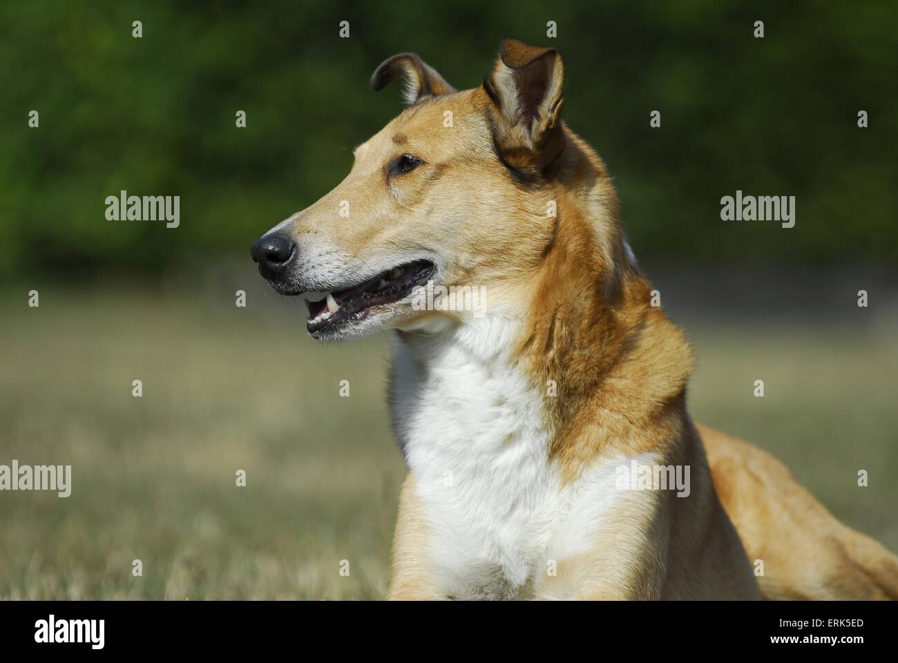 Short Haired Collie High Resolution Stock Photography and Images - Alamy