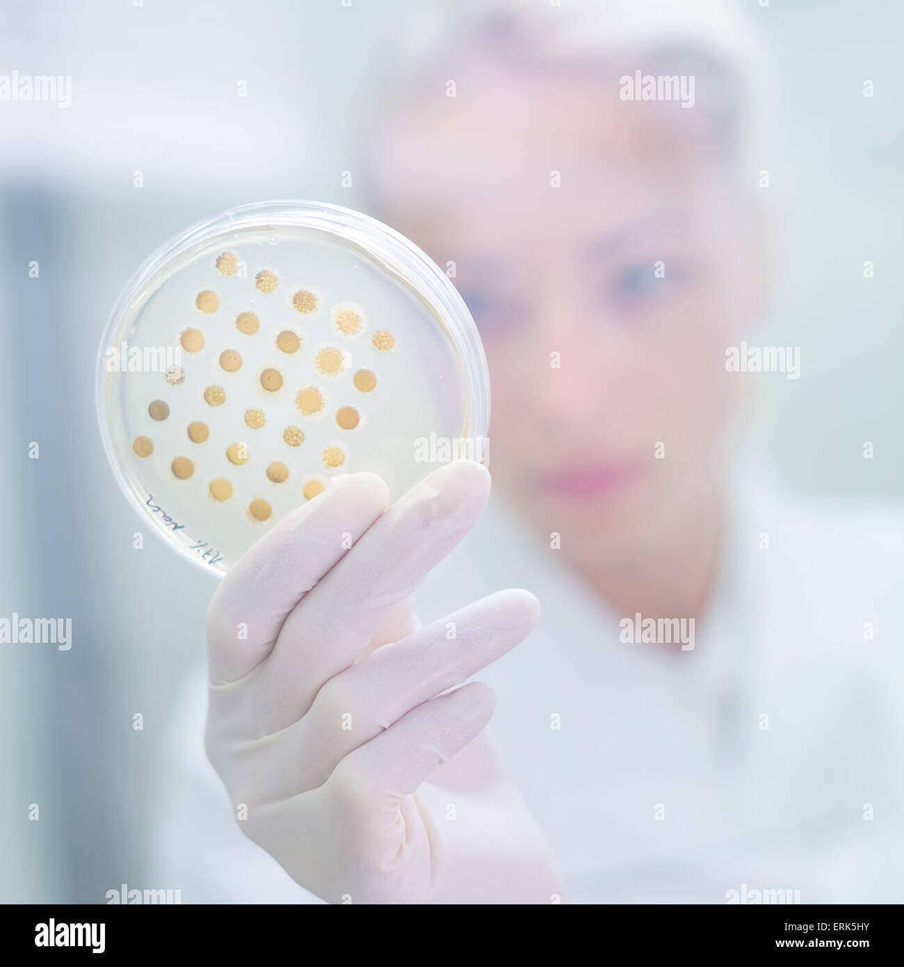 Scientist observing petri dish hi-res stock photography and images - Alamy