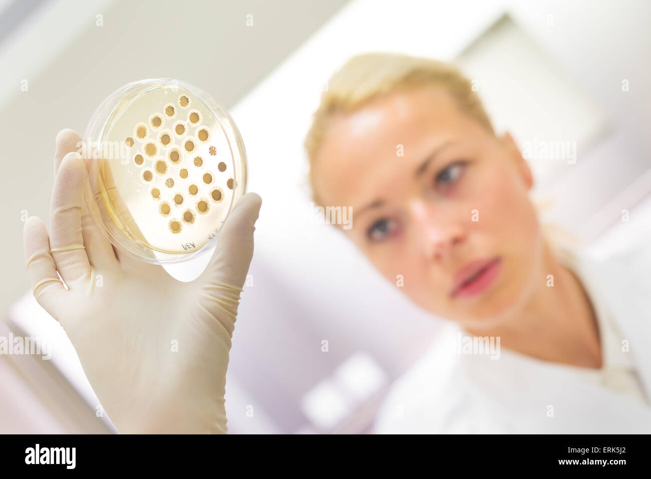 Scientist observing petri dish Stock Photo - Alamy