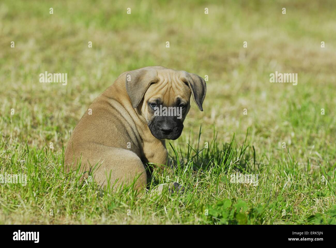 Dogo Alano puppy Stock Photo - Alamy