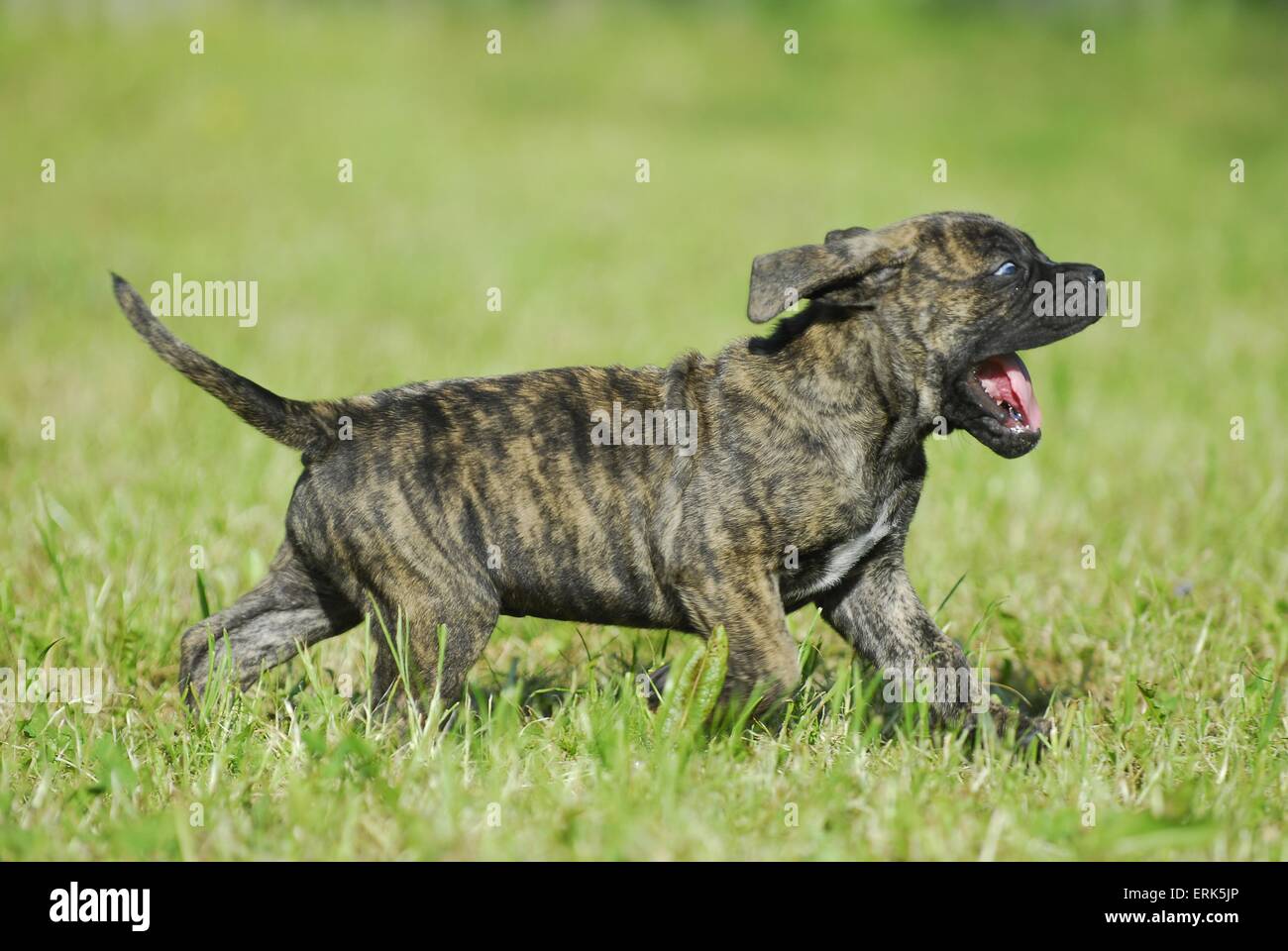 Alano Espanol Puppies