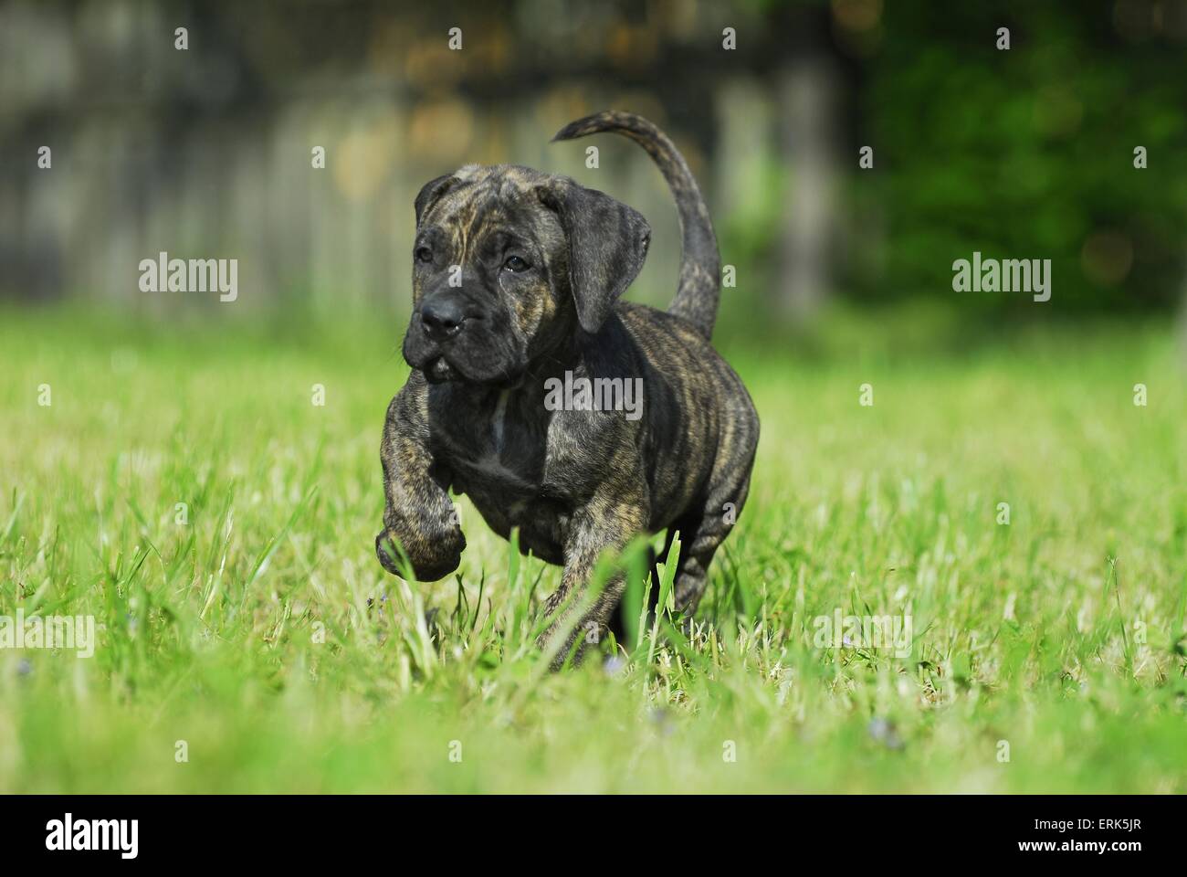 Are Alano Hypoallergenic