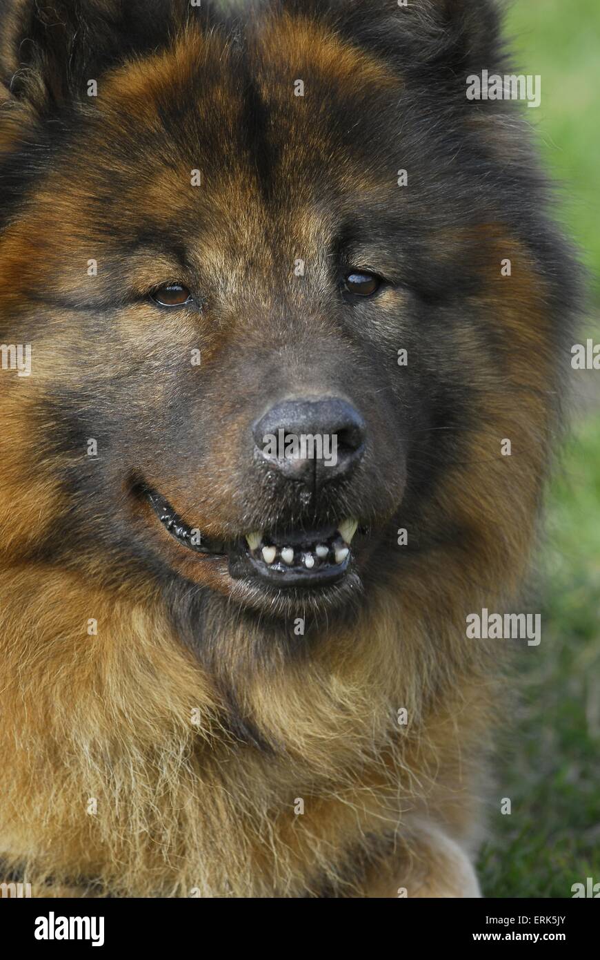 Eurasians hi-res stock photography and images - Alamy