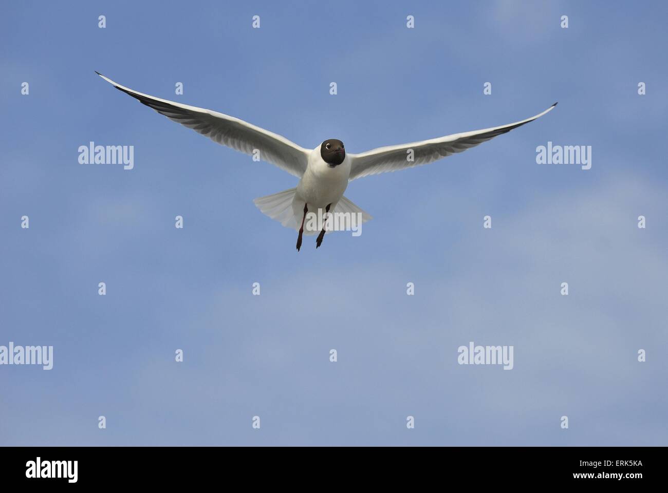 Seabirds and waterbirds hi-res stock photography and images - Alamy