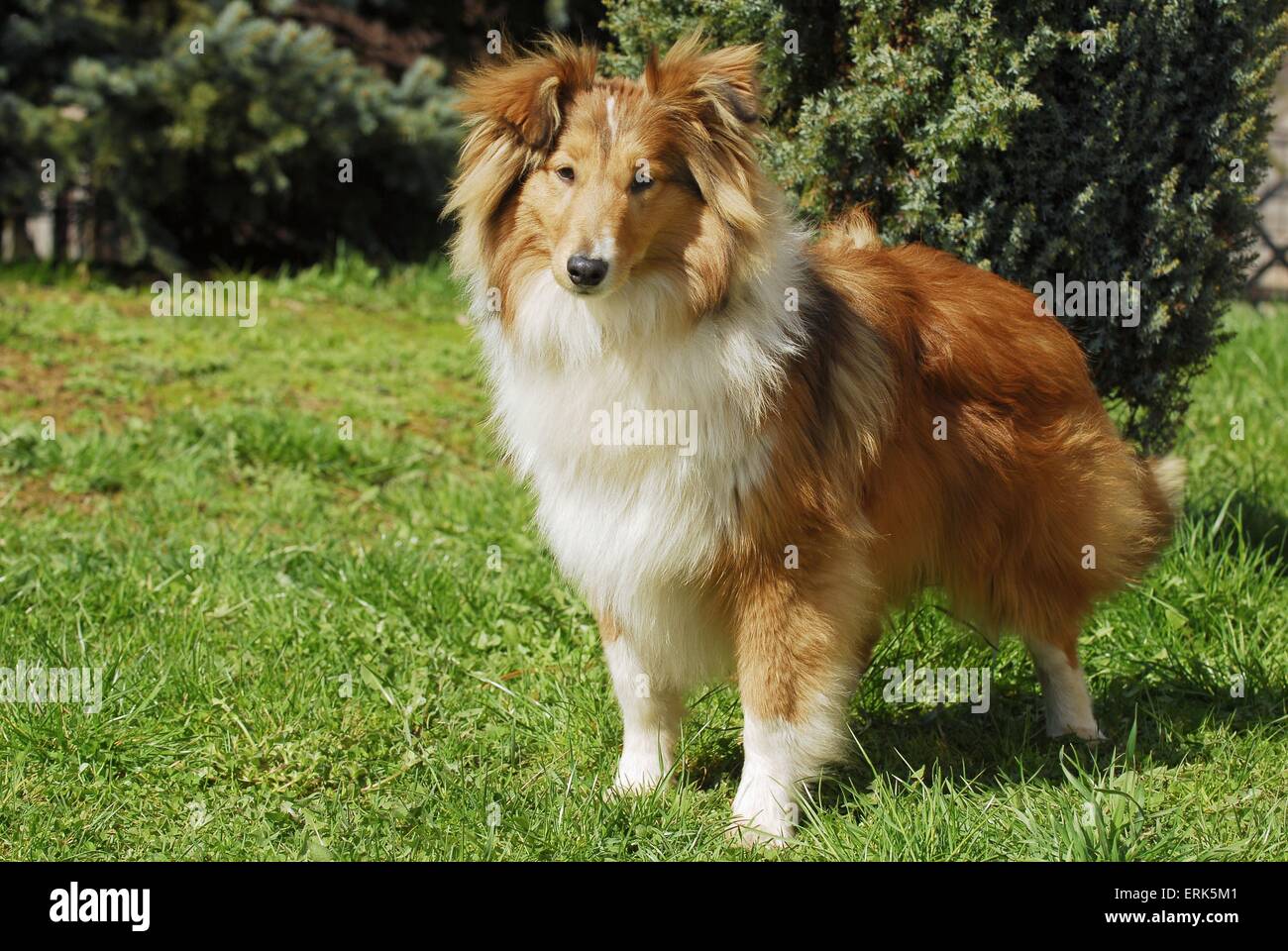 Bicolor shetland sheepdog hi-res stock photography and images - Alamy