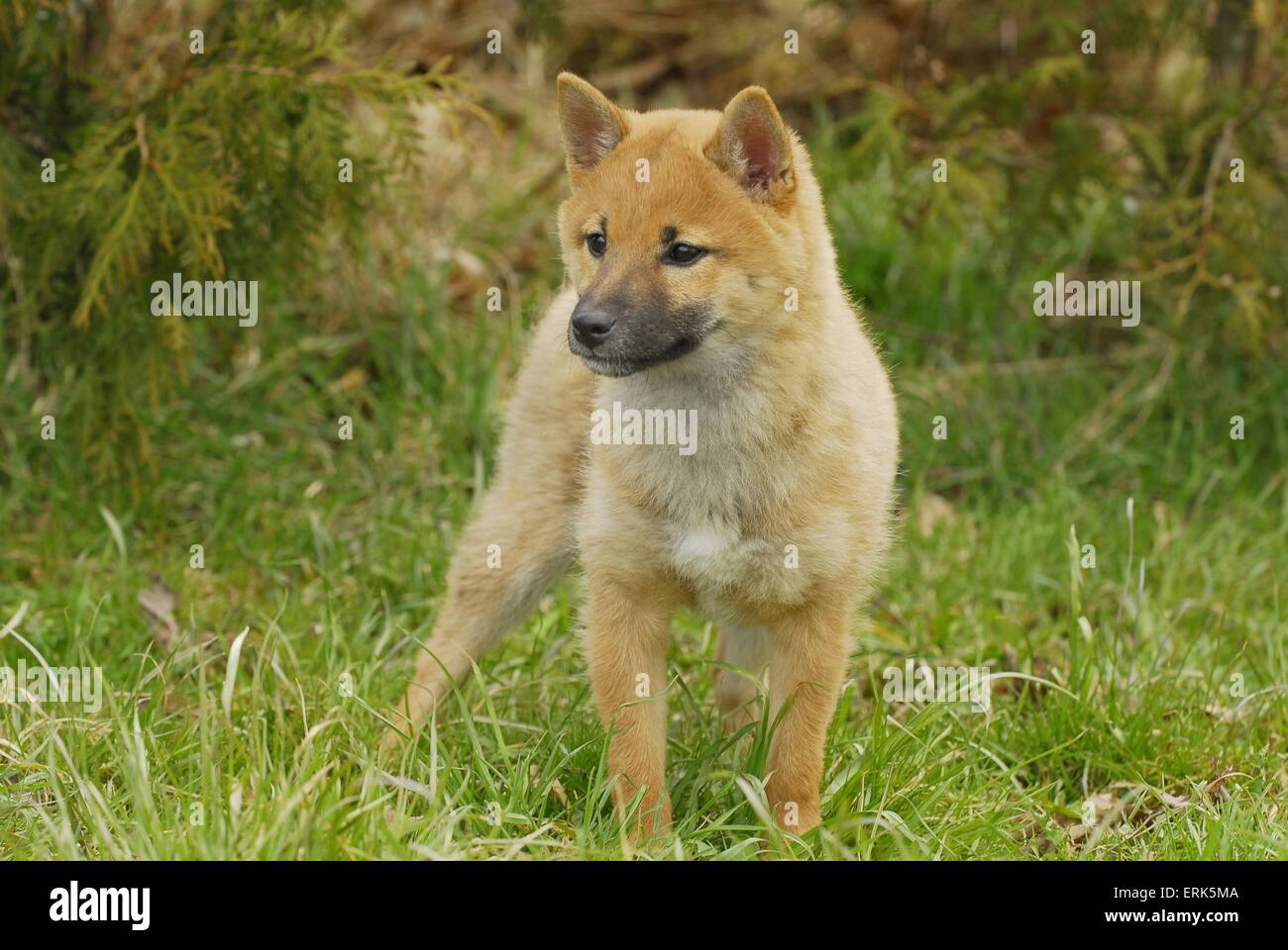 young Shiba Inu Stock Photo - Alamy