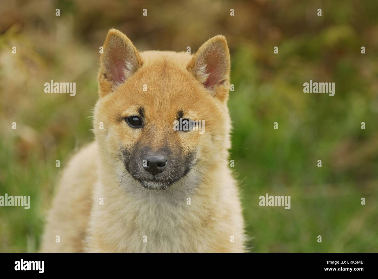 young Shiba Inu Stock Photo - Alamy