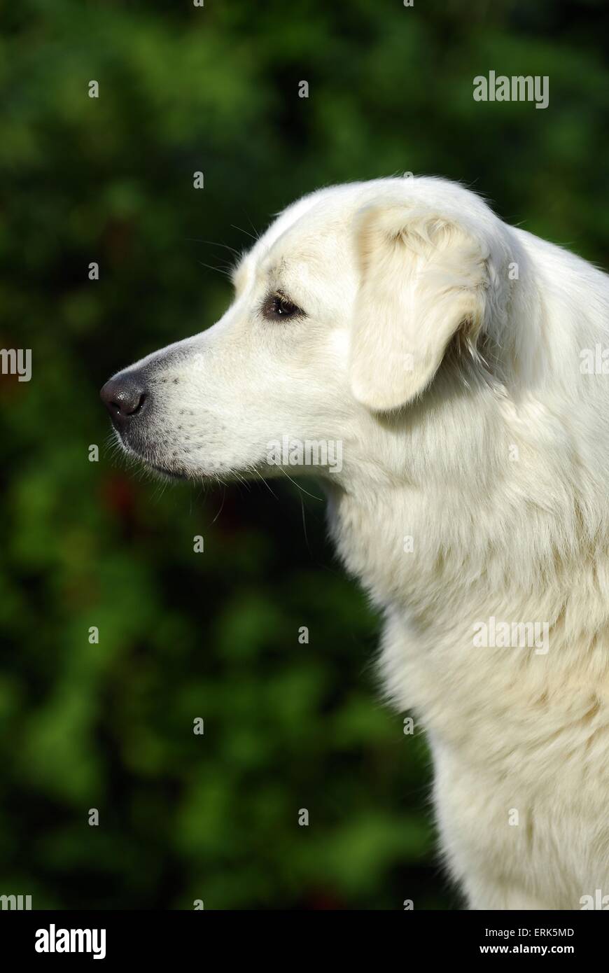 Slovensky hi-res stock photography and images - Alamy