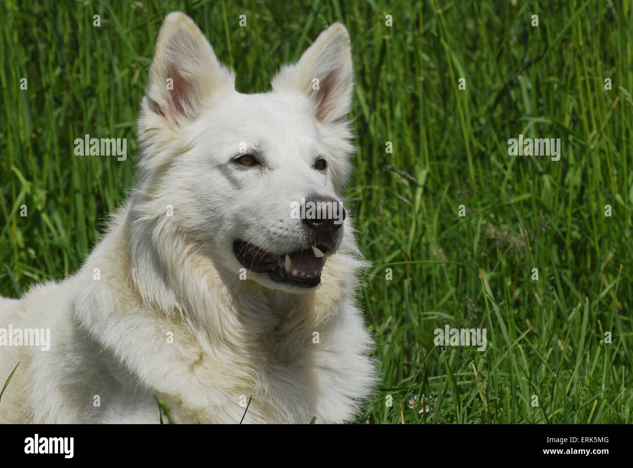 White dogs horizontal hi-res stock photography and images - Alamy