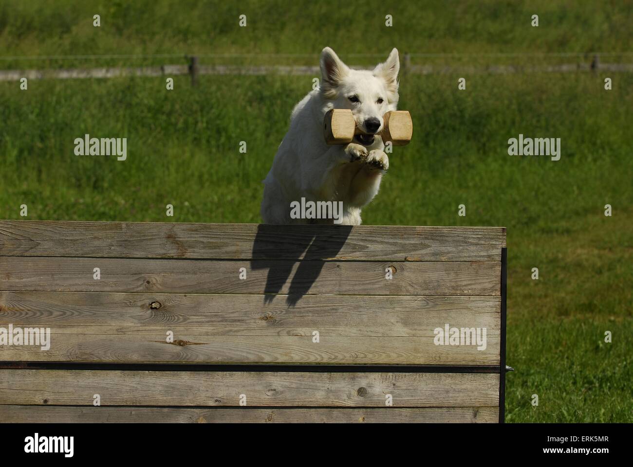 White swiss shepherd dog jumping hi-res stock photography and images ...