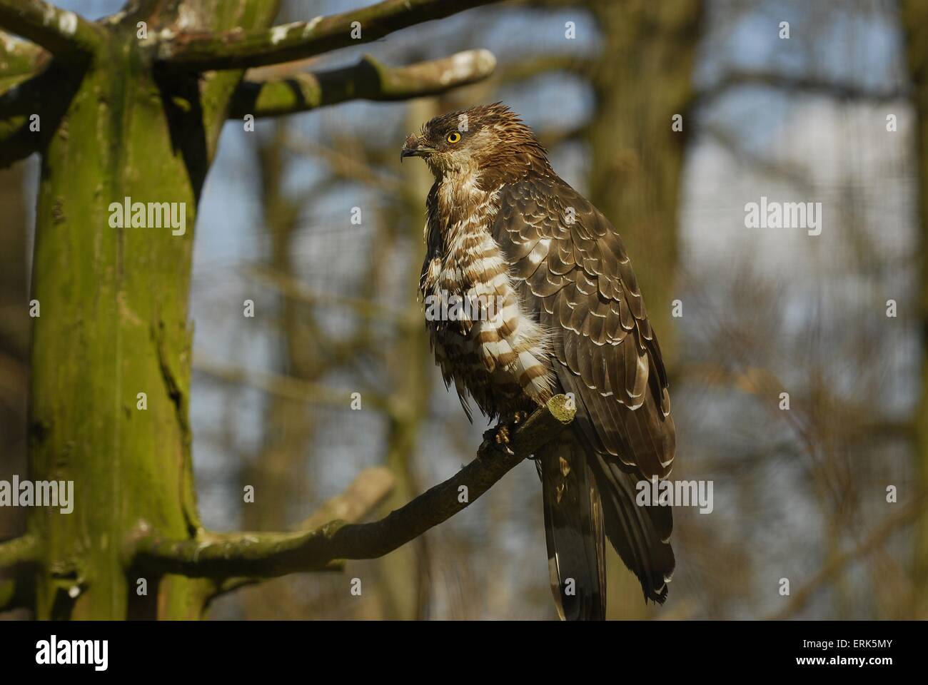 Buzzards tree hi-res stock photography and images - Alamy