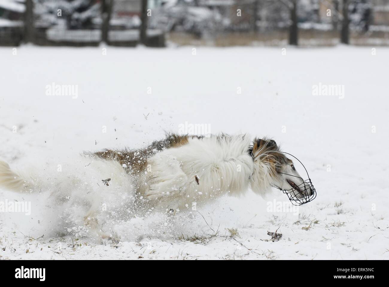 Borzoi Muzzle High Resolution Stock Photography and Images - Alamy