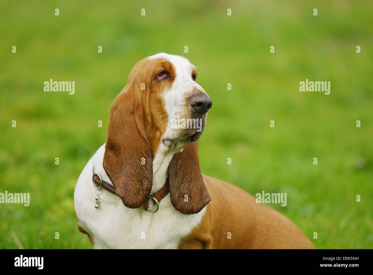 Basset Hound Portrait Stock Photo - Alamy