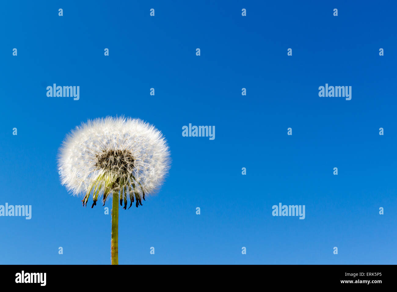 Single dandelion head in seed against a clear blue summer sky Stock ...