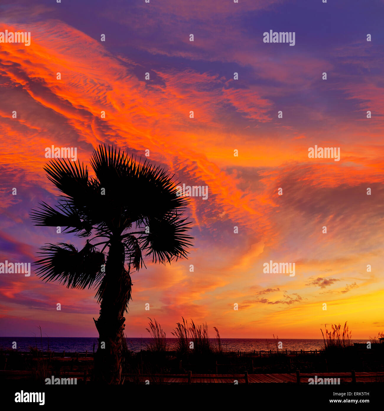 Orange trees almeria andalucia spain hi-res stock photography and ...