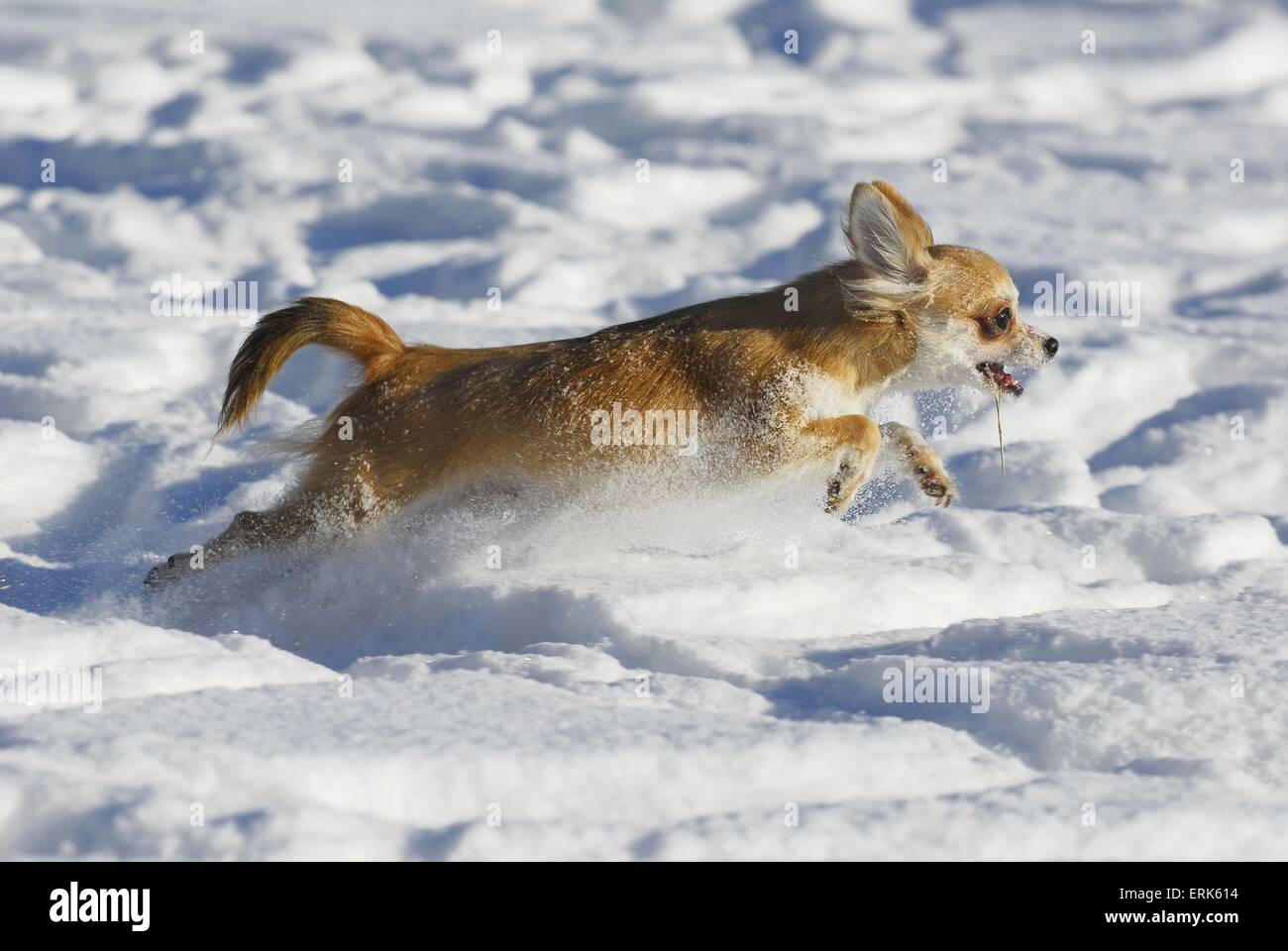 Running chihuahua hi-res stock photography and images - Alamy