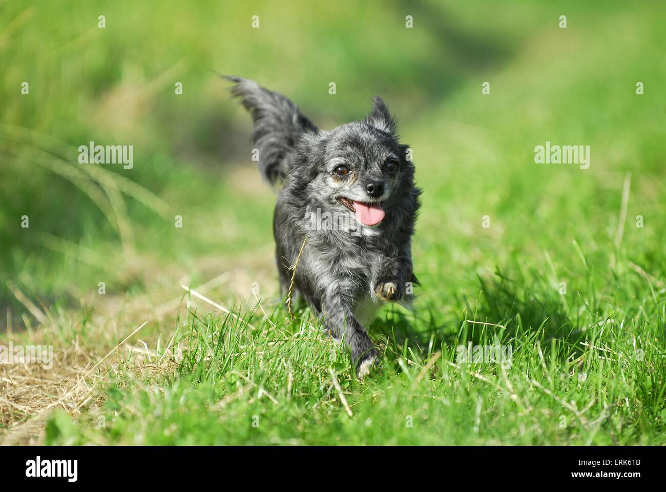 Dog chihuahua longhair adult running hi-res stock photography and ...