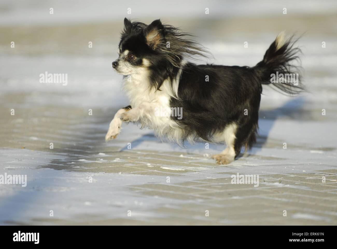 Dog chihuahua longhair adult running hi-res stock photography and ...