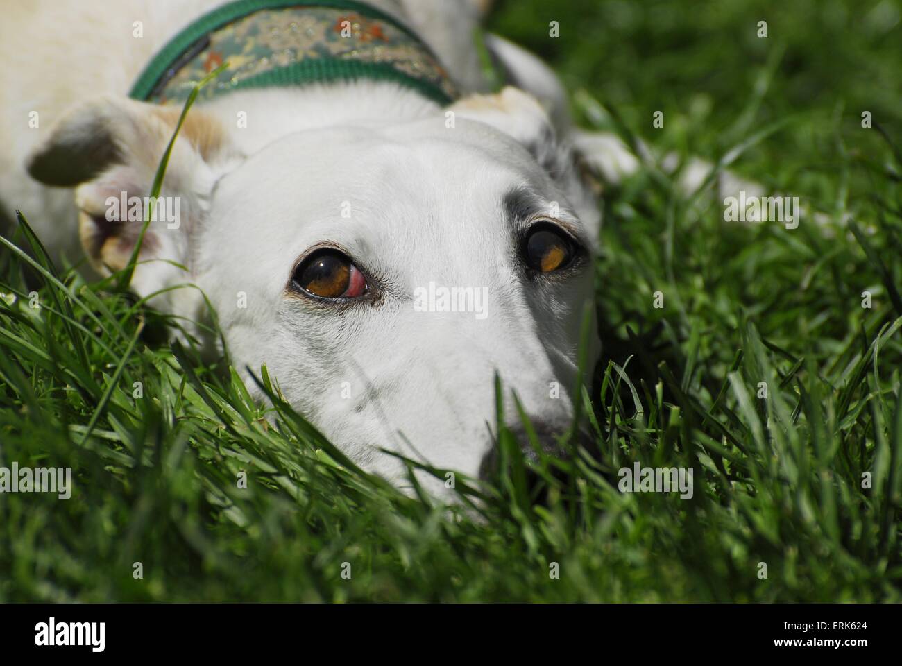 Galgo dog laying down hi-res stock photography and images - Alamy