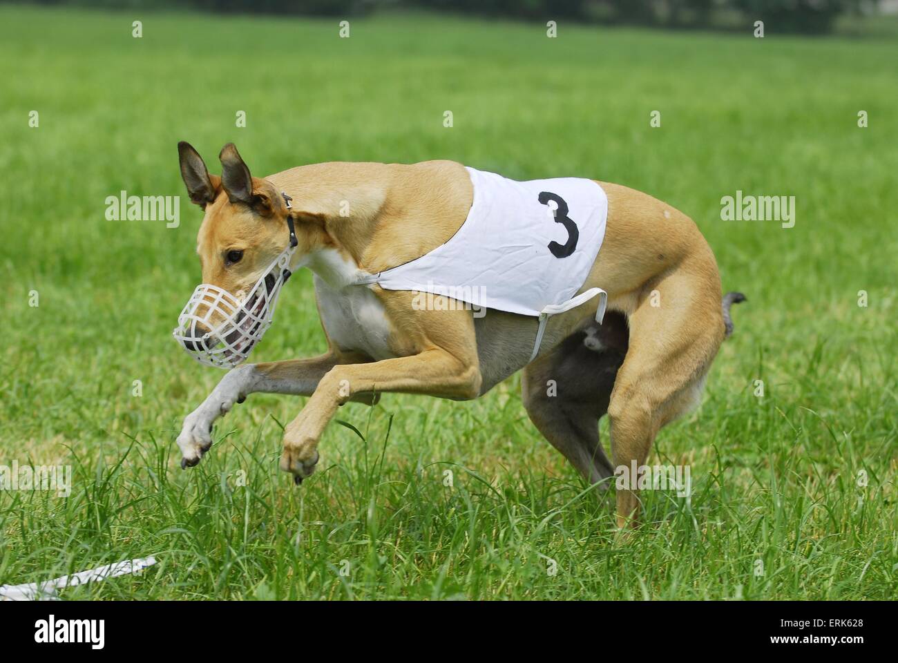 Greyhound coursing hi-res stock photography and images - Alamy