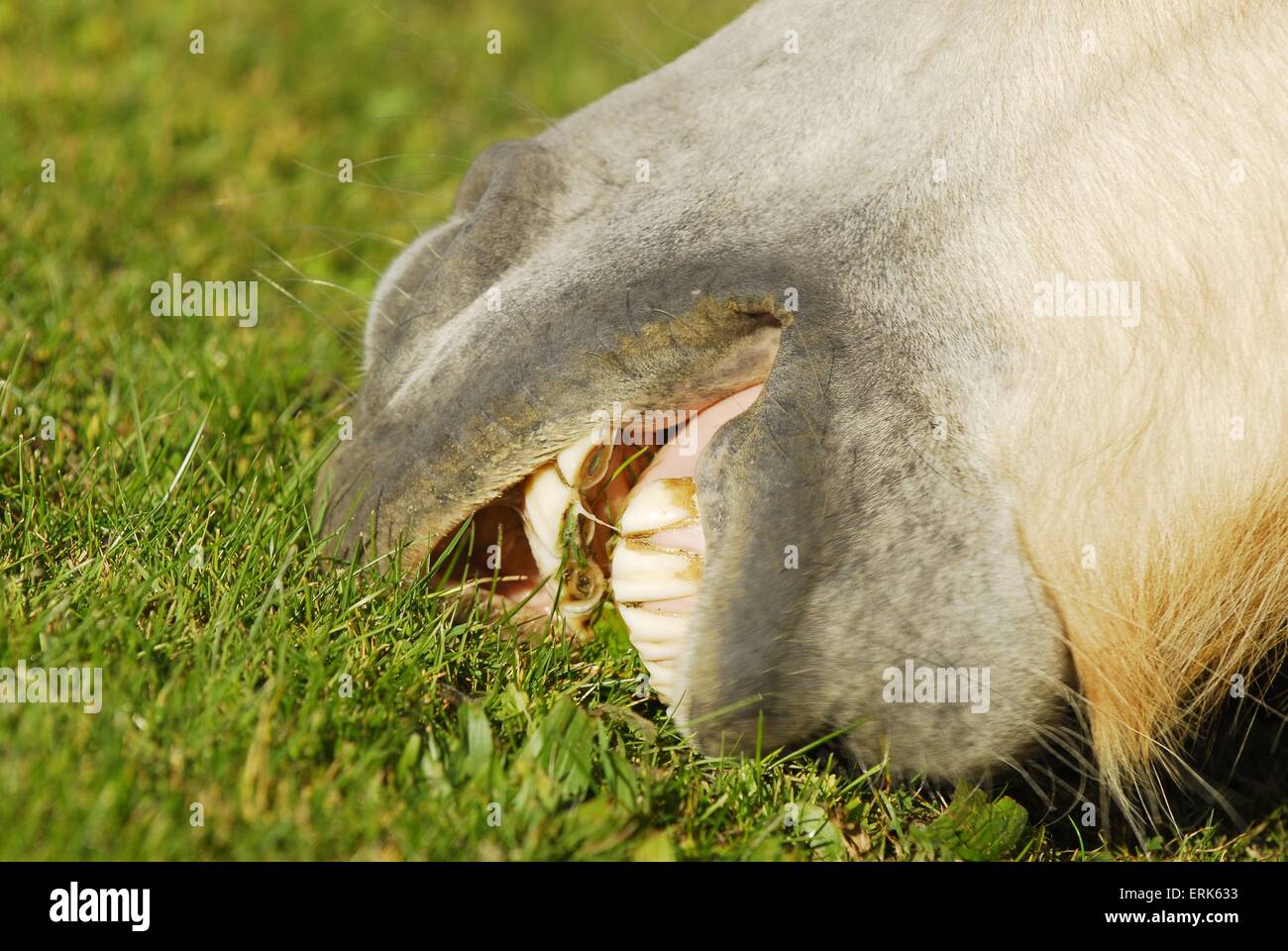 Close up mouth eating adult hi-res stock photography and images - Alamy