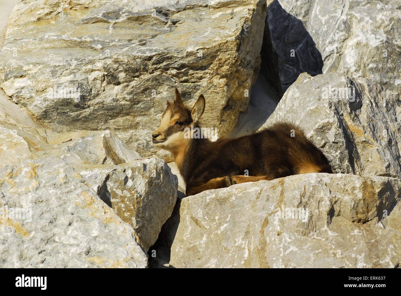 Chamois with young hi-res stock photography and images - Alamy
