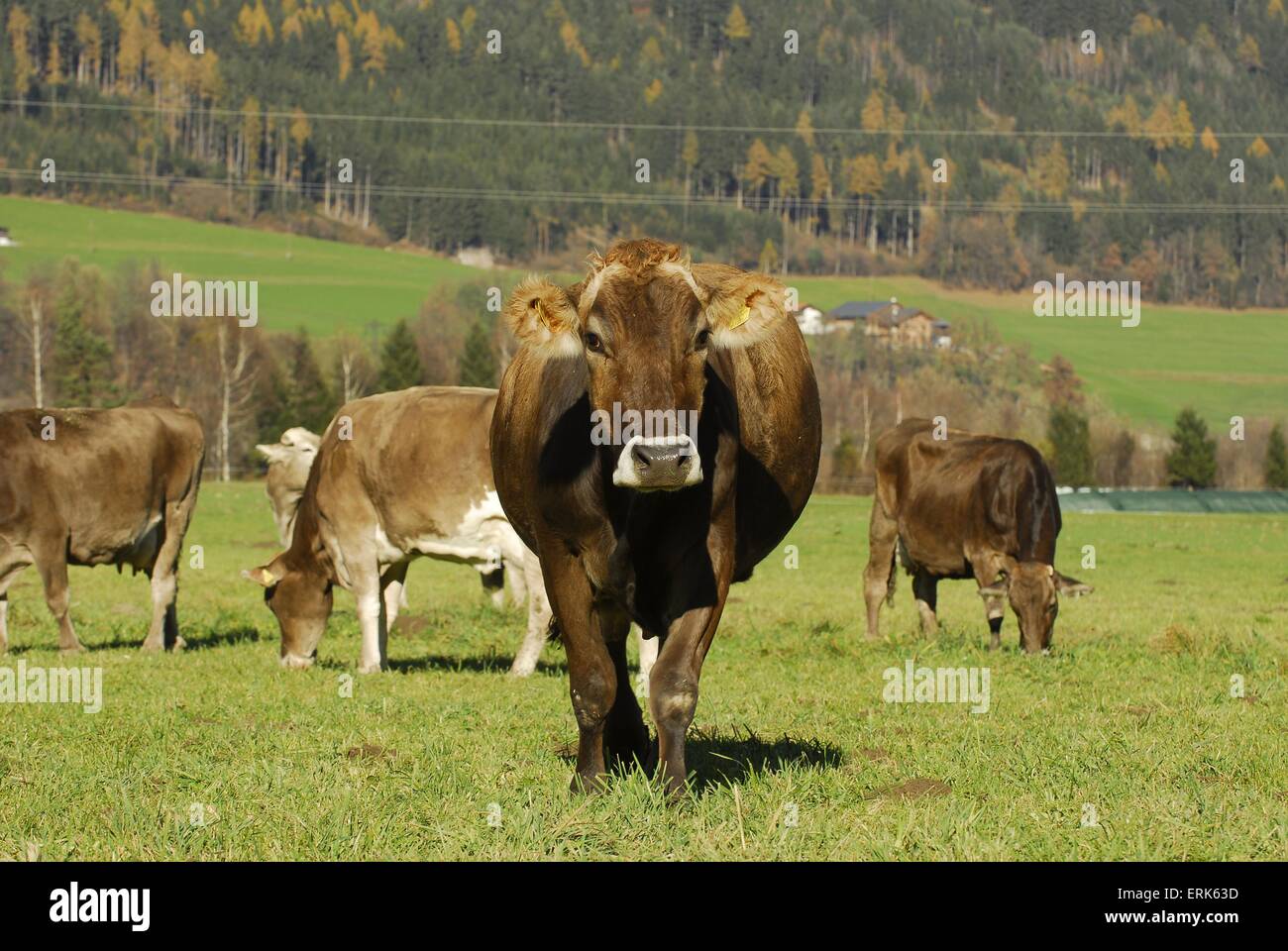 Cattle pasturing hi-res stock photography and images - Alamy
