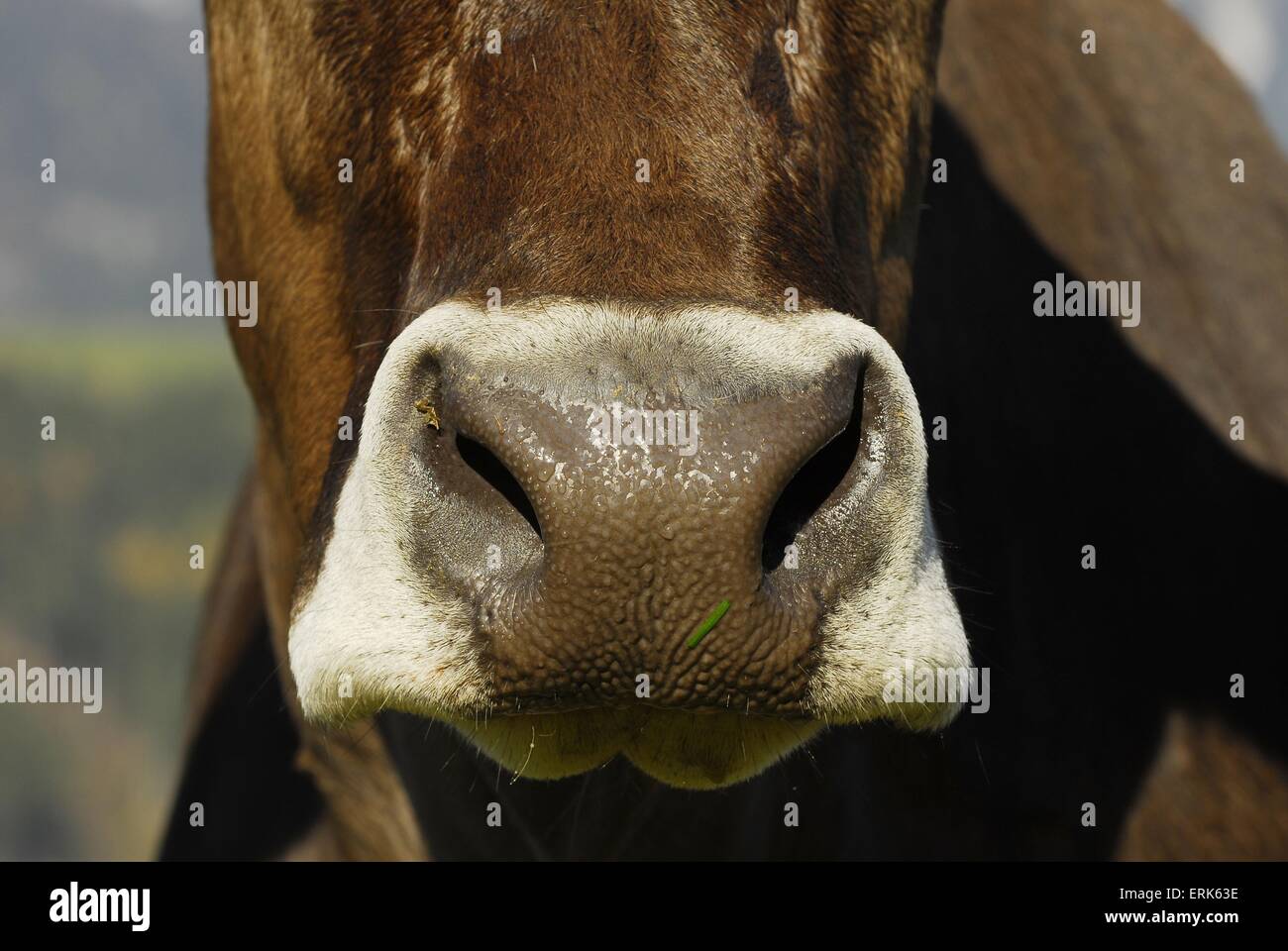 Cows mouth hi-res stock photography and images - Alamy