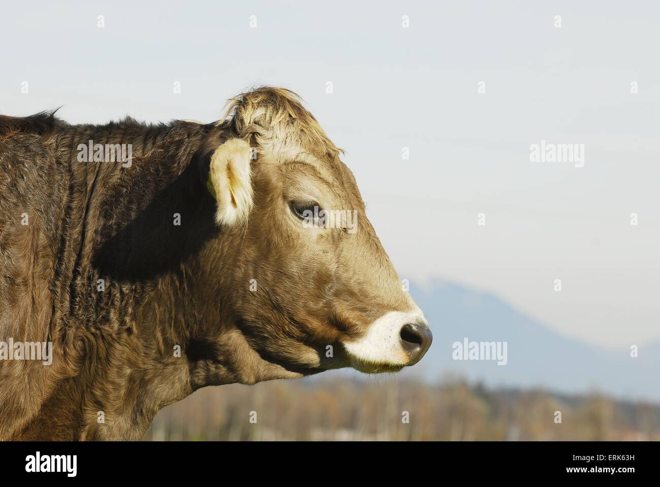Dual purpose cattle hi-res stock photography and images - Alamy