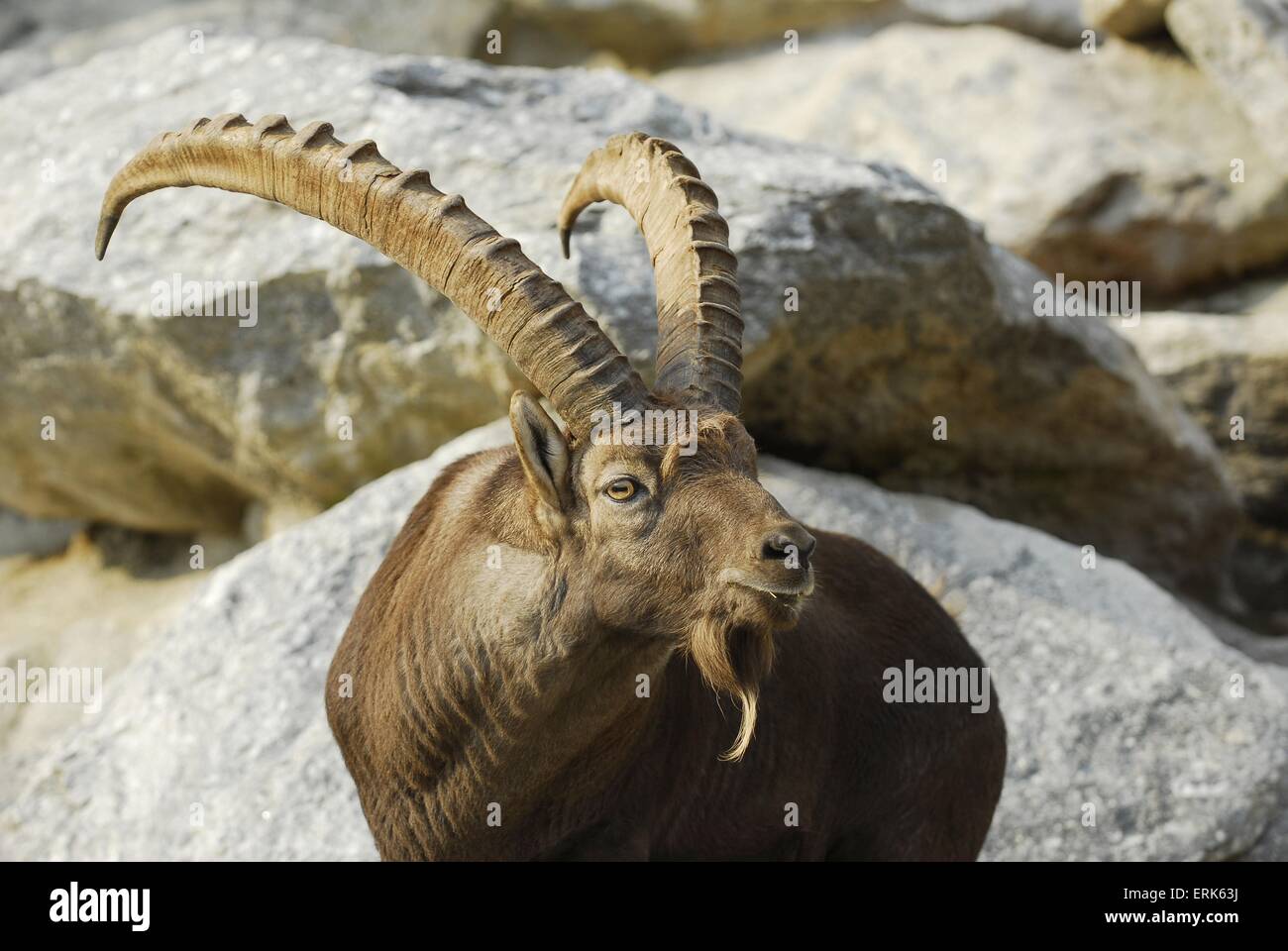 Heads of ibex hi-res stock photography and images - Alamy