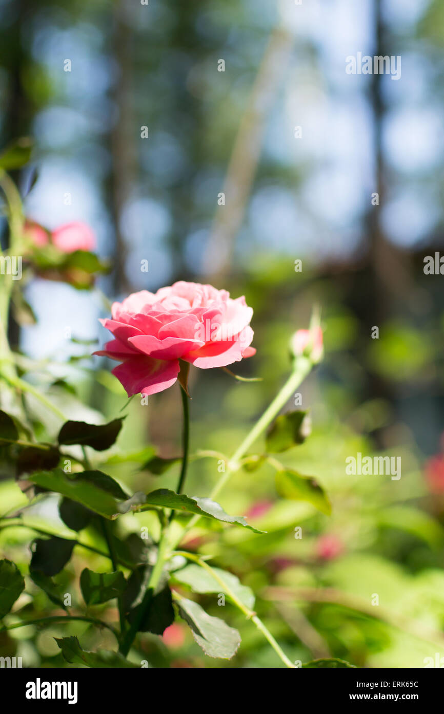 Single pink rose in close-up using unfocused foliage Stock Photo - Alamy