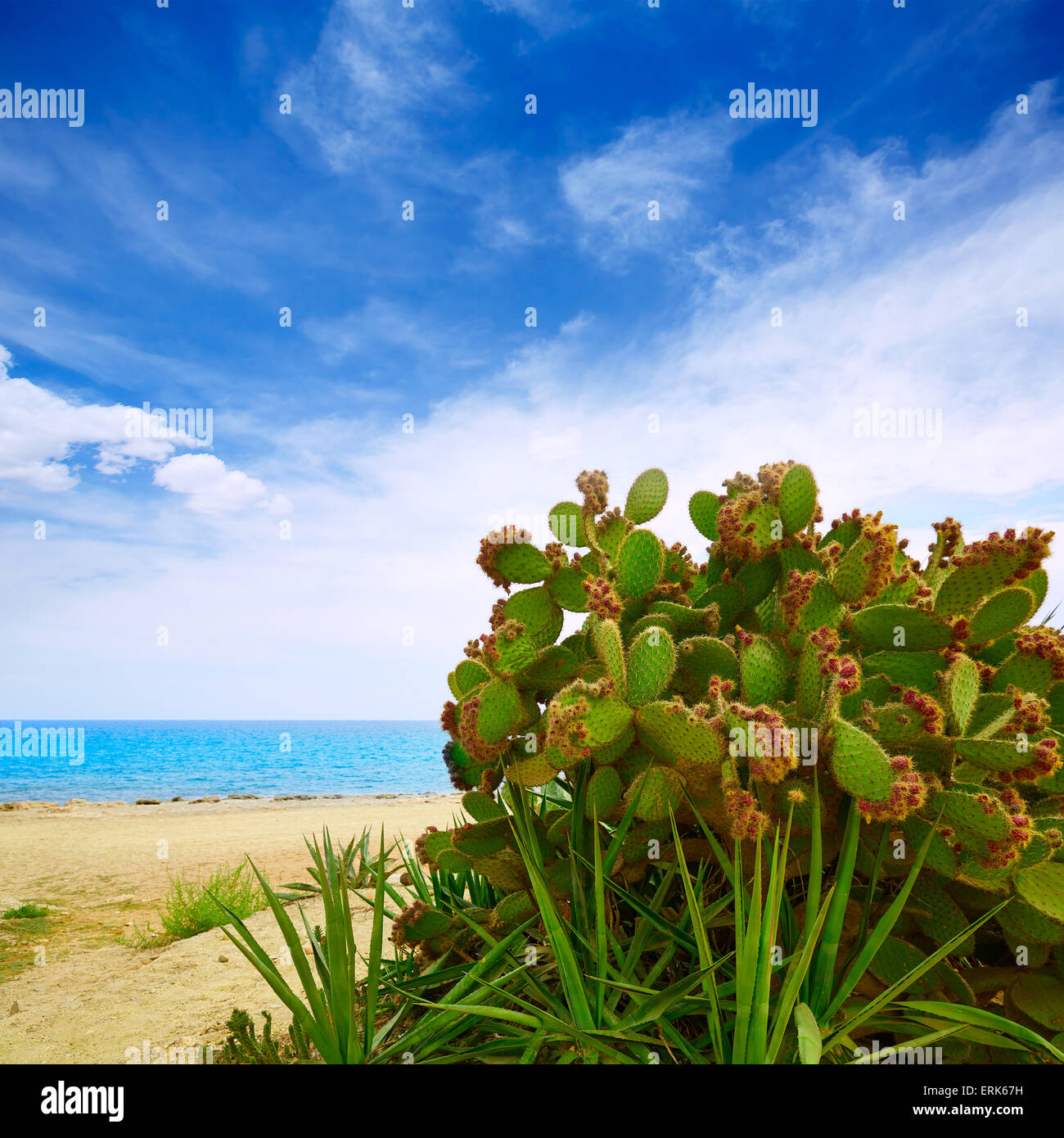 Nopal beach hi-res stock photography and images - Alamy