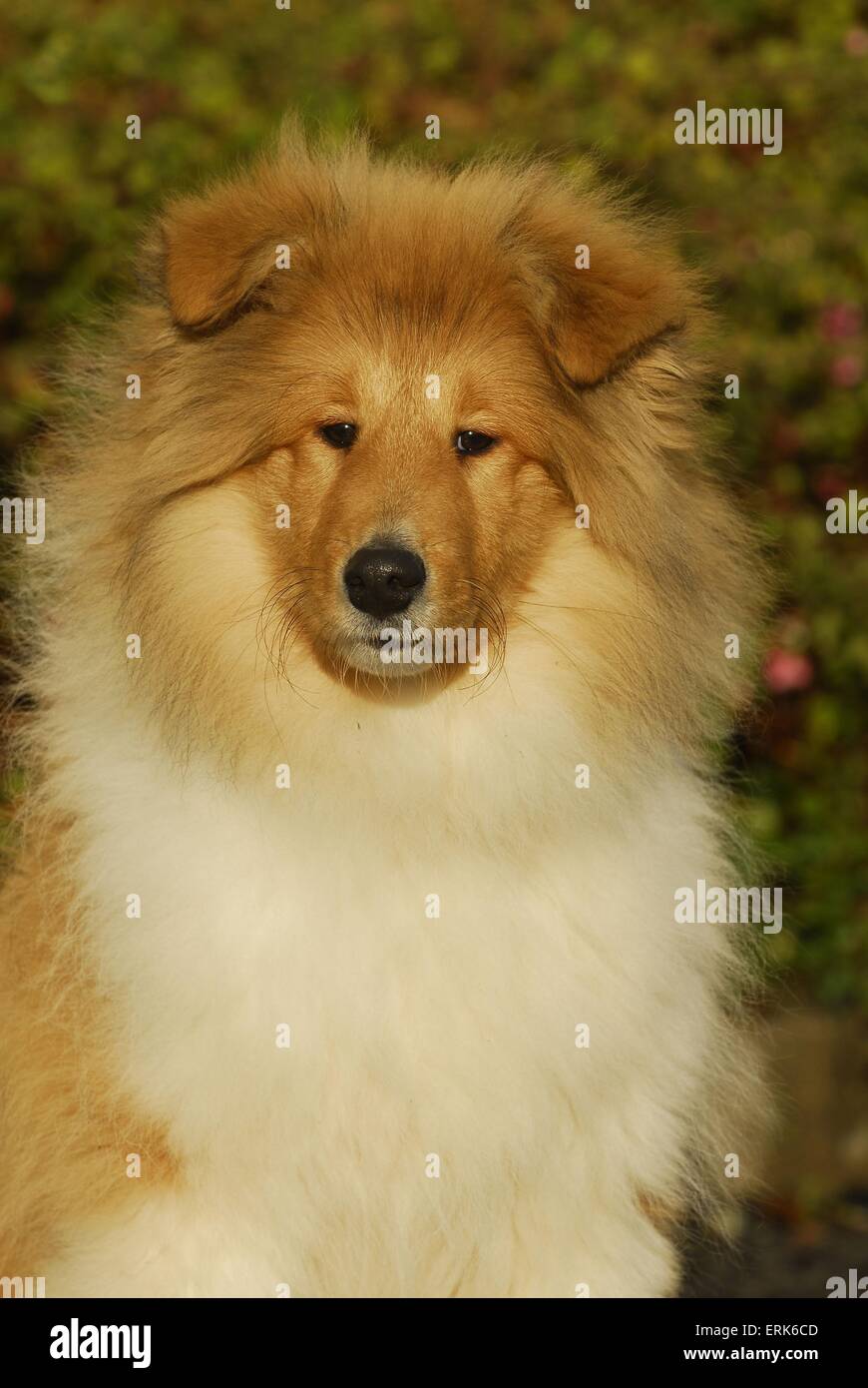 Young collie hi-res stock photography and images - Alamy