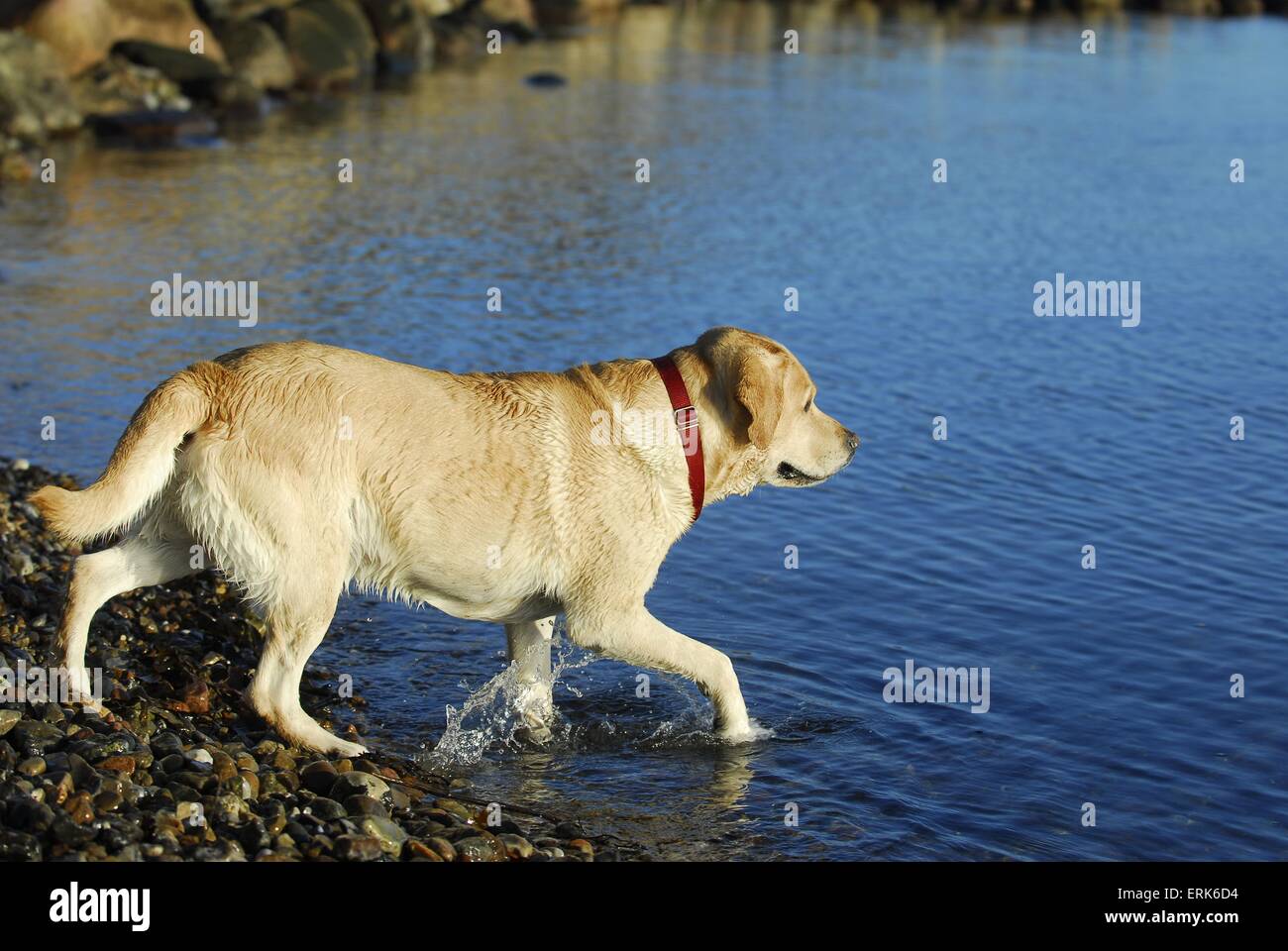 blonde Labrador Retriever Stock Photo - Alamy