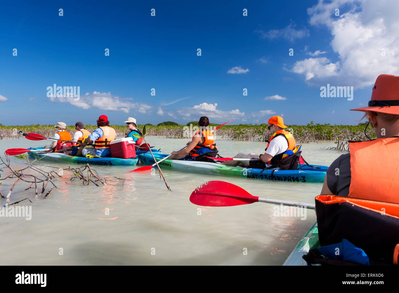 Group of double kayakers floating in magrove lagoon with blue sky and ...