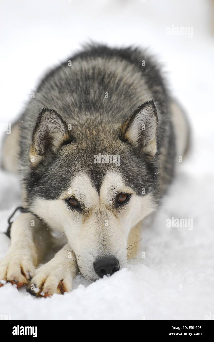 Husky laying down hi-res stock photography and images - Alamy