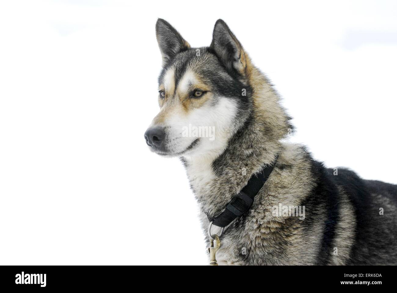 Siberian Husky Portrait Stock Photo - Alamy