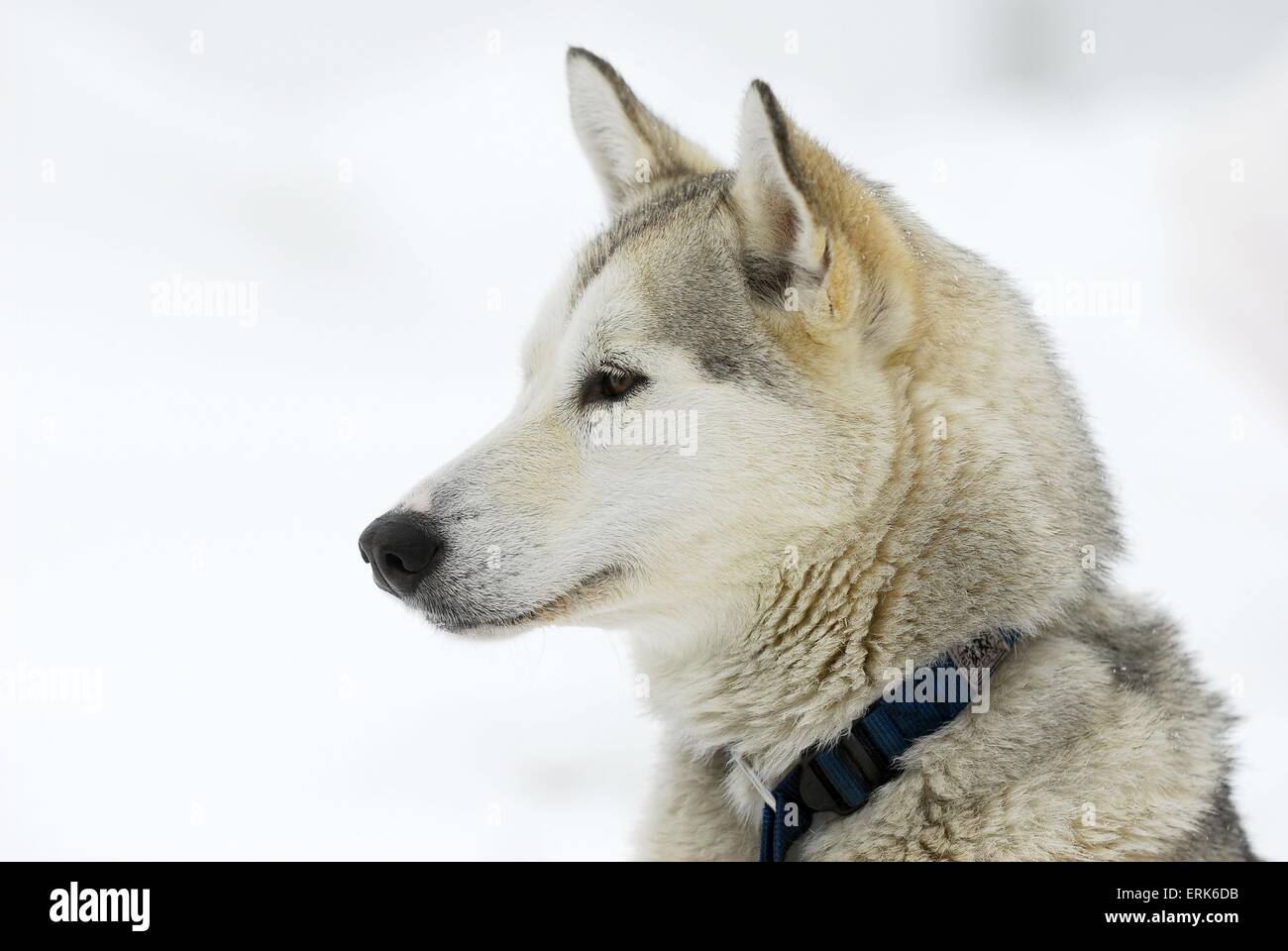 Siberian Husky Portrait Stock Photo - Alamy