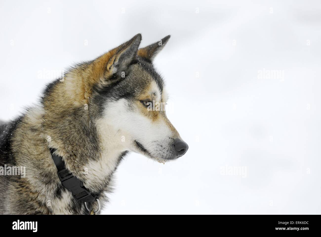 Siberian Husky Portrait Stock Photo - Alamy