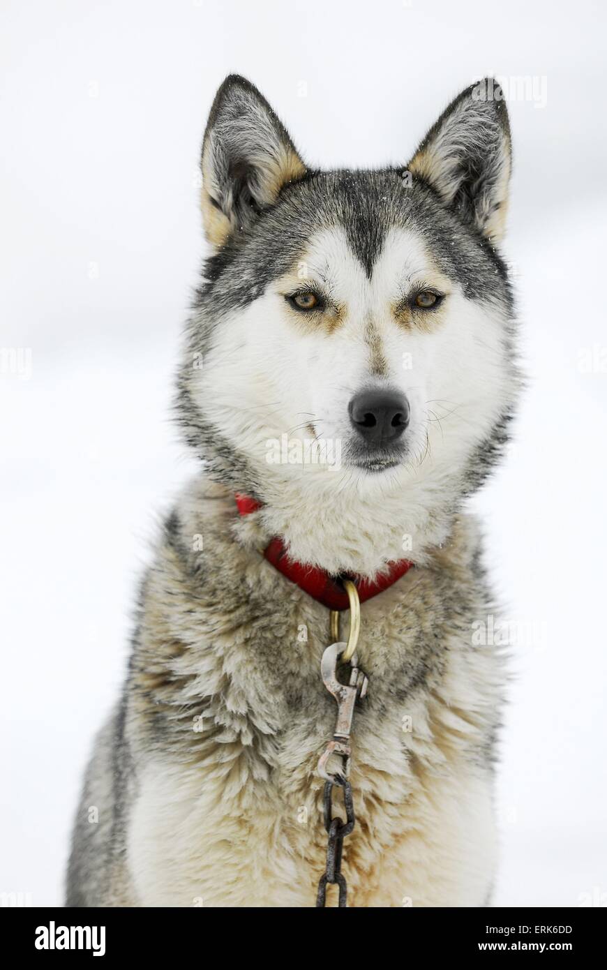 Siberian Husky Portrait Stock Photo - Alamy