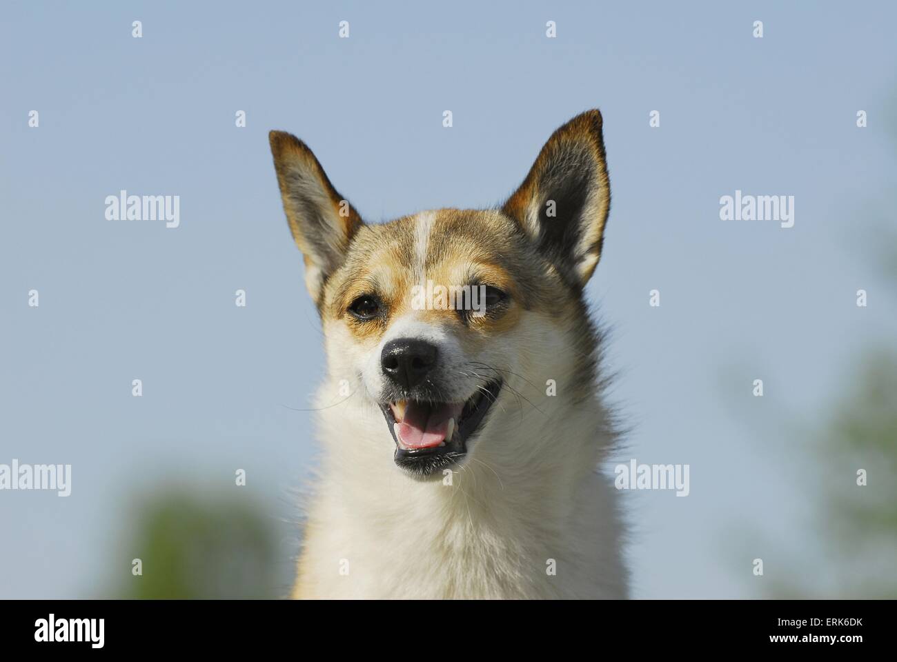Norwegian Lundehund Portrait Stock Photo - Alamy