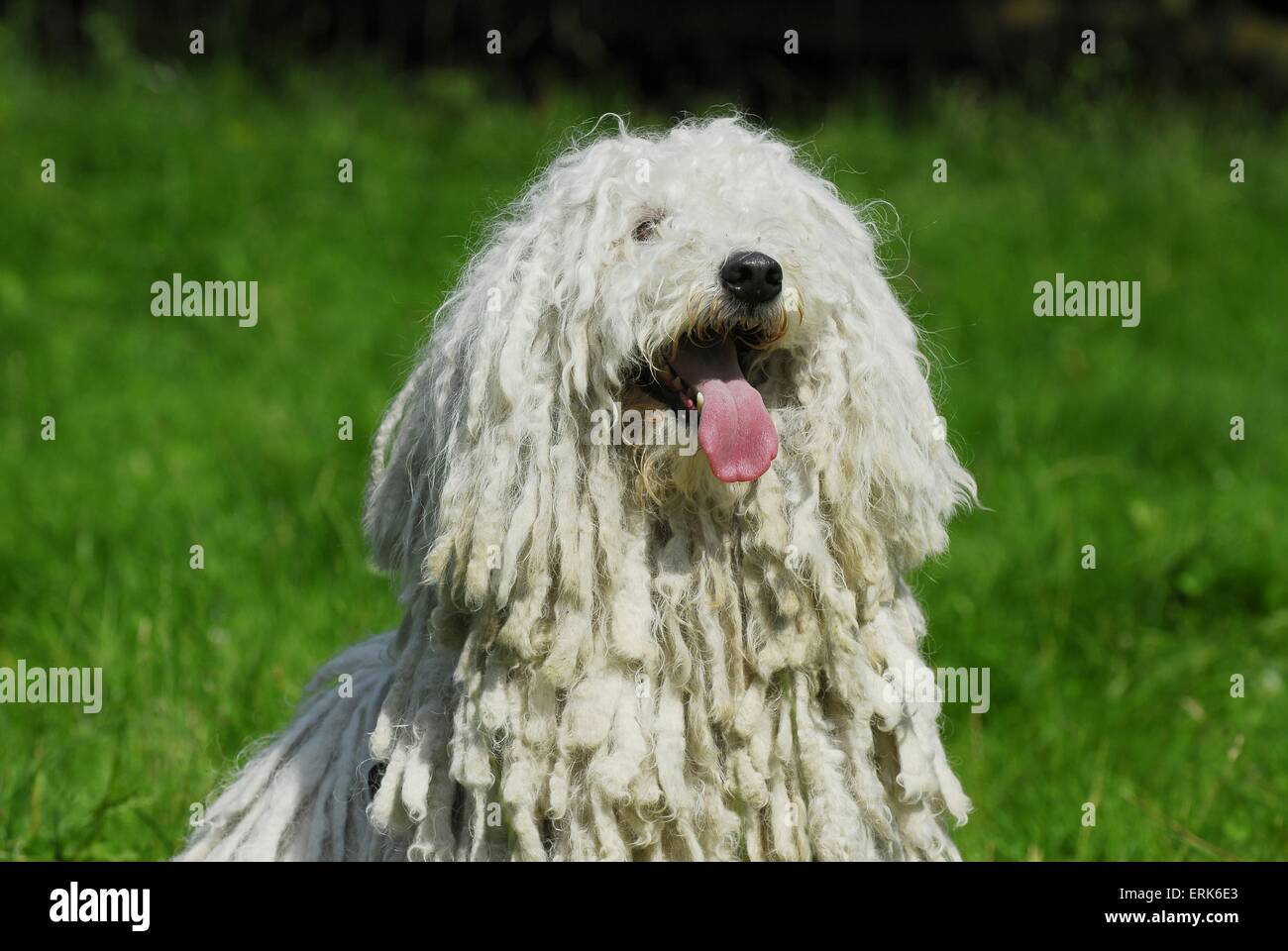 Hungarian puli dog hi-res stock photography and images - Alamy