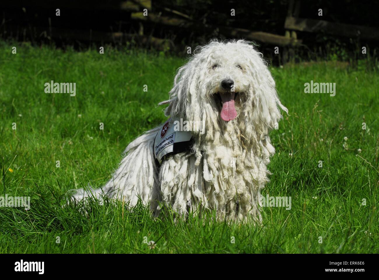 Puli dog breed hi-res stock photography and images - Alamy