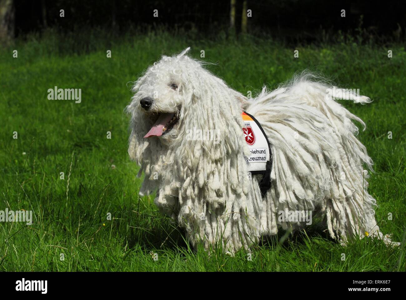 Pulis hi-res stock photography and images - Alamy