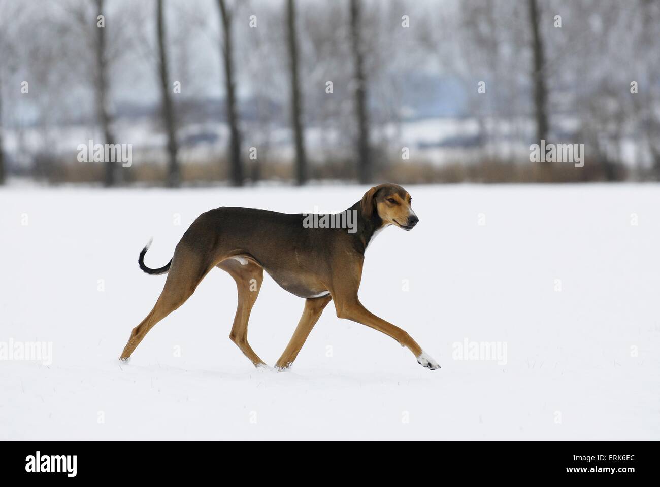 Azawakhs High Resolution Stock Photography and Images - Alamy