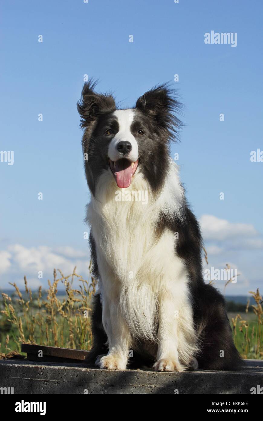 sitting Border Collie Stock Photo - Alamy