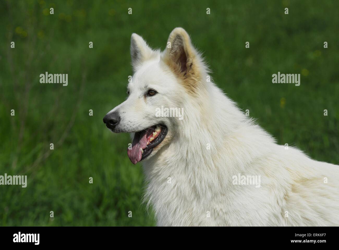 White Swiss Shepherd Portrait Stock Photo - Alamy