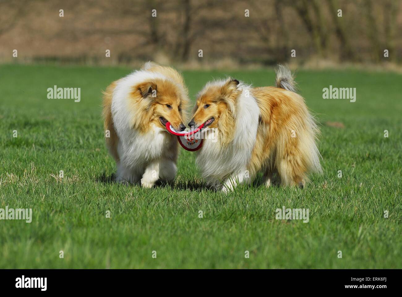 Collie frisbee not border hi-res stock photography and images - Alamy