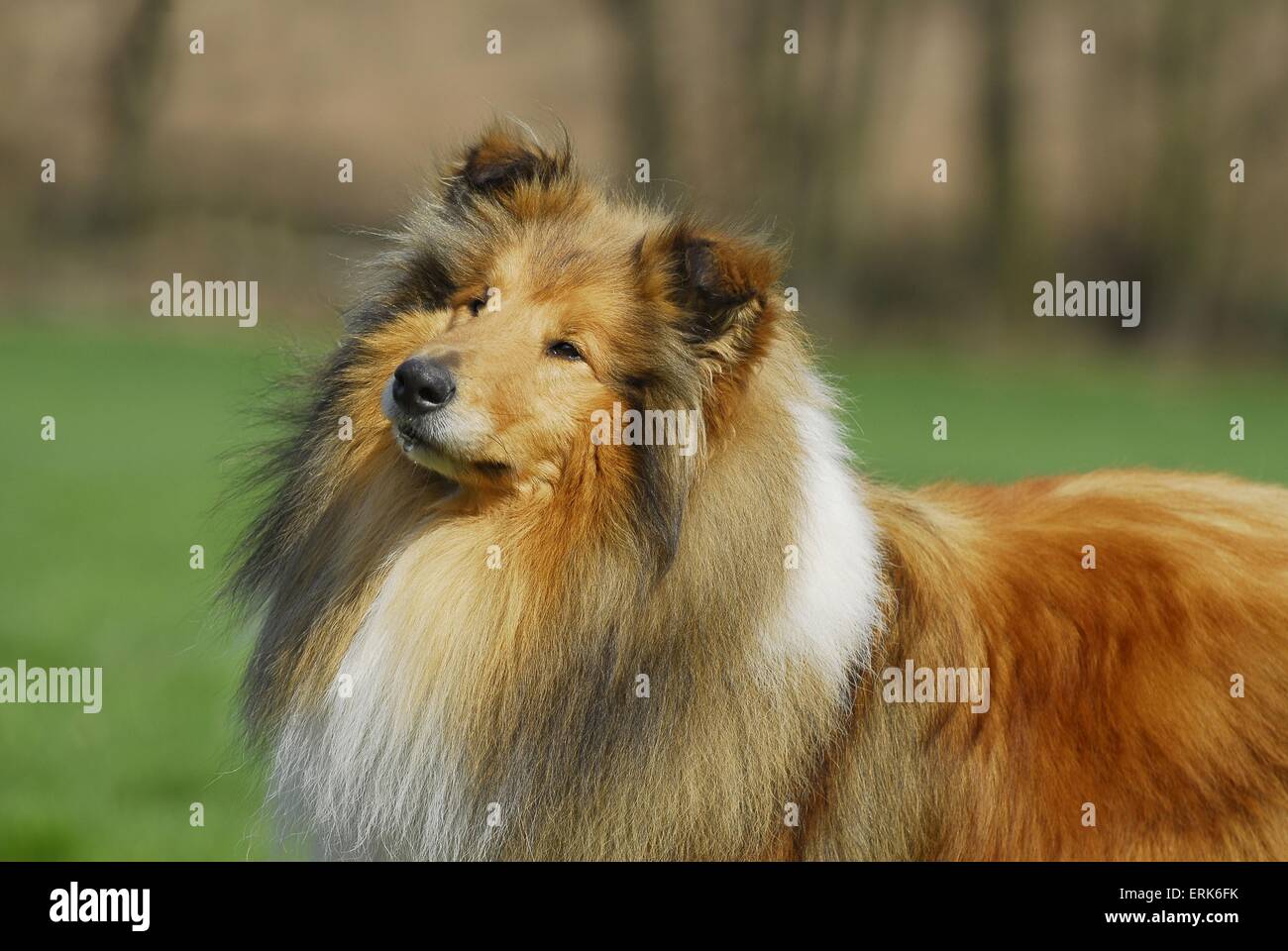 Rough and smooth collie hi-res stock photography and images - Alamy