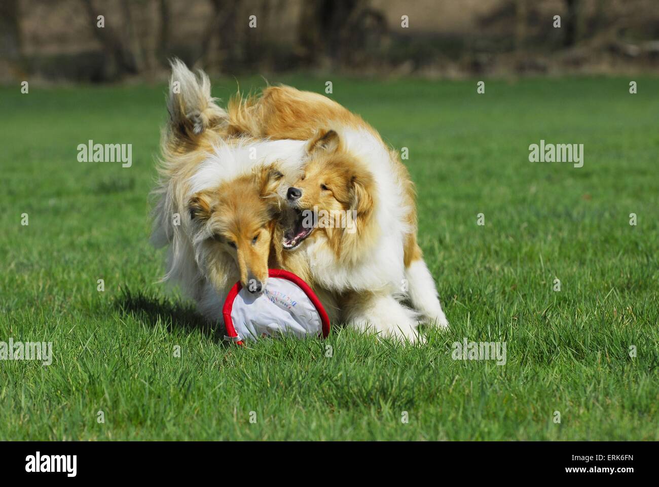 Two dogs playing rough hi-res stock photography and images - Alamy